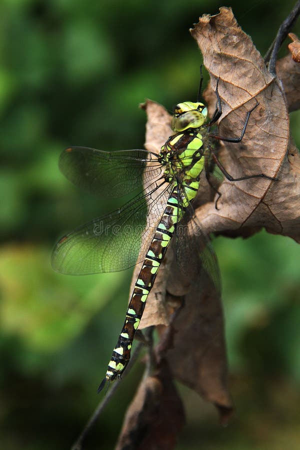 Female Emperor dragonfly stock photo. Image of environment - 119665110