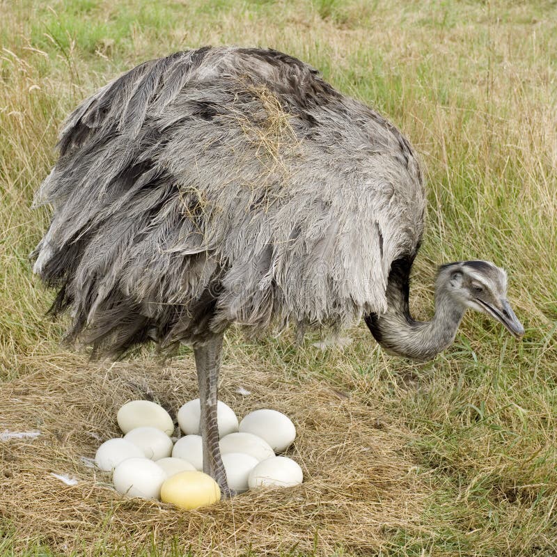 Female emu stock photo. Image of eggs, hatchling, care - 2780784