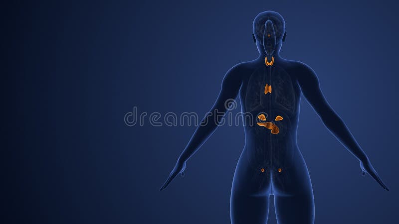 Role Human Endocrine System Stock Illustrations – 28 Role Human ...