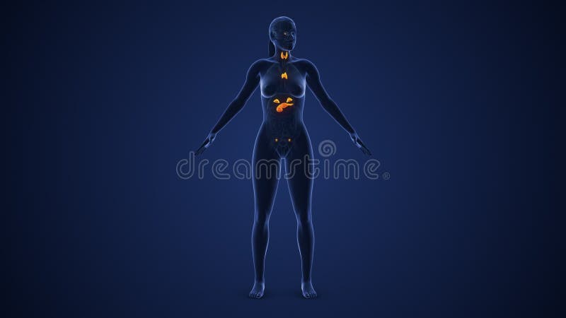 Muscarinic Acetylcholine Receptors or the Female Endocrine System Stock ...