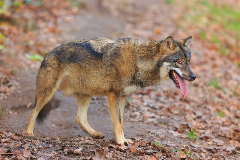 Female Eurasian Wolf Canis Lupus Lupus during the Autumn Stock Photo ...