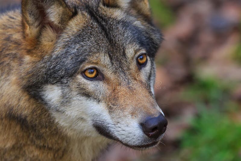 Female Eurasian Wolf Canis Lupus Lupus the Wolf`s Gaze Stock Photo ...