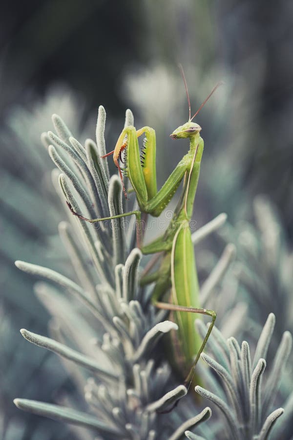 Female European Mantis or Praying Mantis, on Leaf Stock Photo - Image ...
