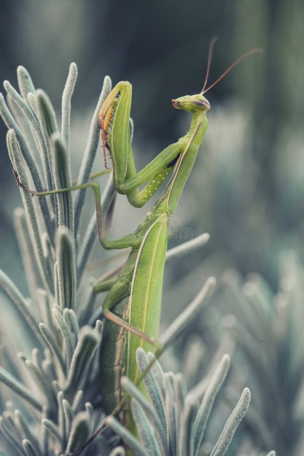 Female European Mantis or Praying Mantis, on Leaf Stock Photo - Image ...