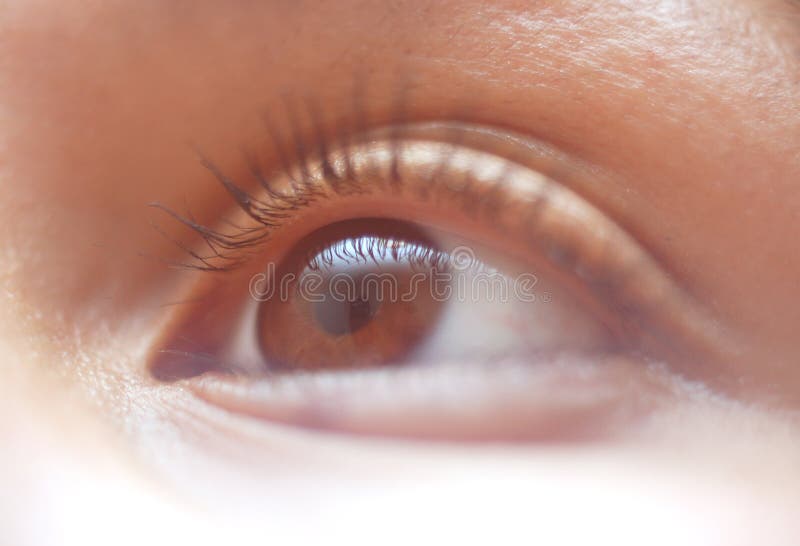 Female Eye stock image. Image of female, brown, eyeball - 271729