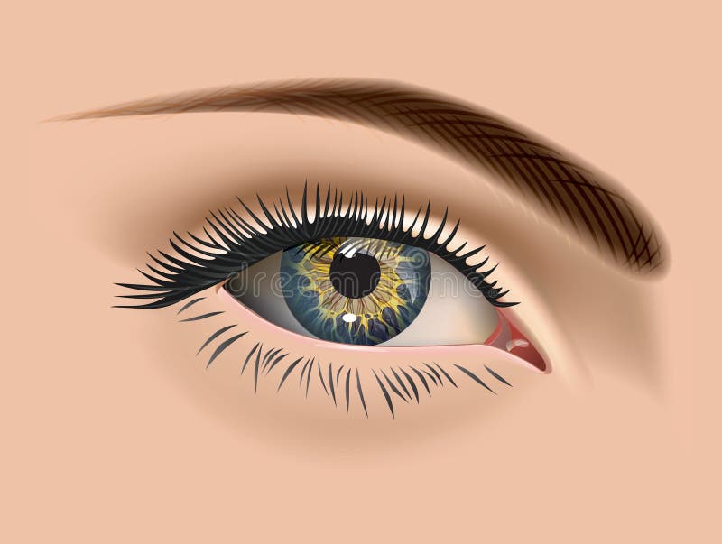 Female eye stock vector. Illustration of eyebrow, macro - 53809460