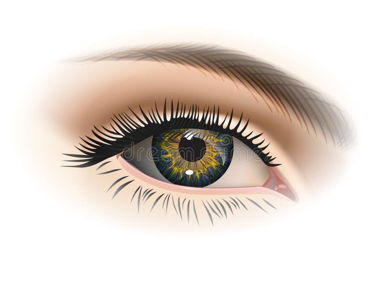 Female eye closeup. Vector stock vector. Illustration of people - 54474518