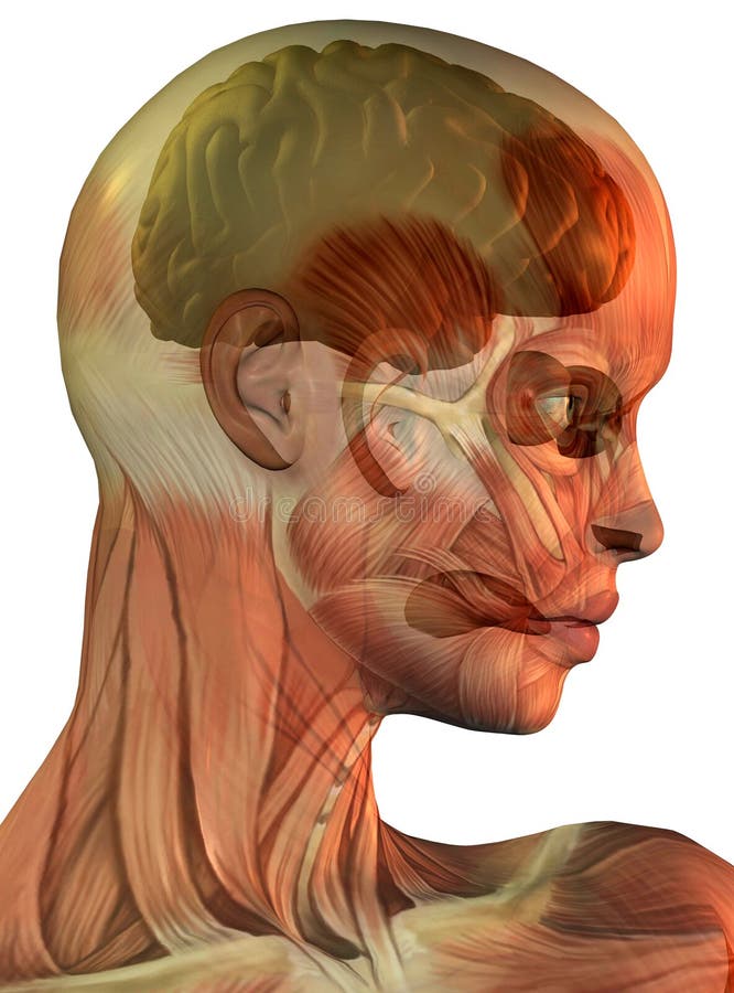 Skinless Face stock illustration. Illustration of fright - 612187