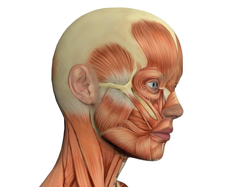 Female Head Muscles Anatomy - Front View Stock Illustration ...