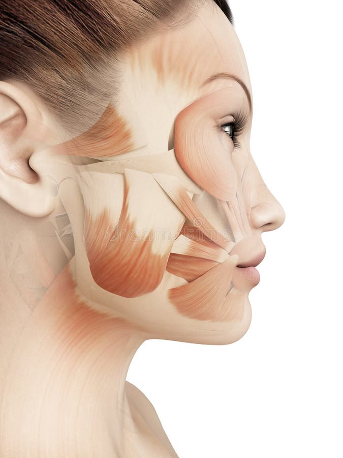 Female facial muscles stock illustration. Illustration of muscles ...