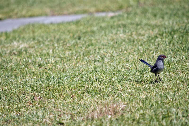 Female fairy wren stock photo. Image of wren, bird, fairy - 134820358