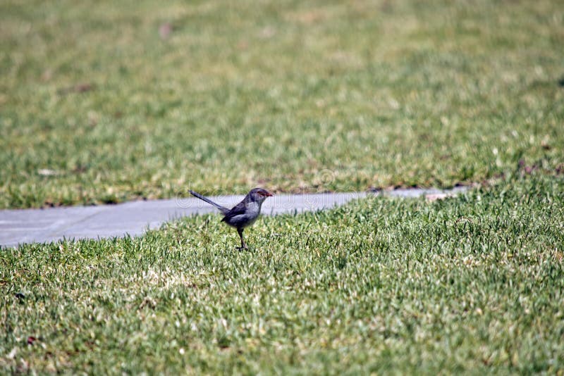 Female fairy wren stock image. Image of feather, tail - 134820375