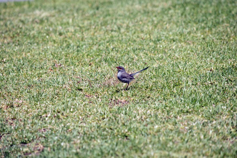 Female fairy wren stock photo. Image of animal, wren - 134820406