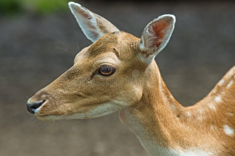 A Female Fallow Deer Walking through a Forest at a Cloudy Day in Autumn ...