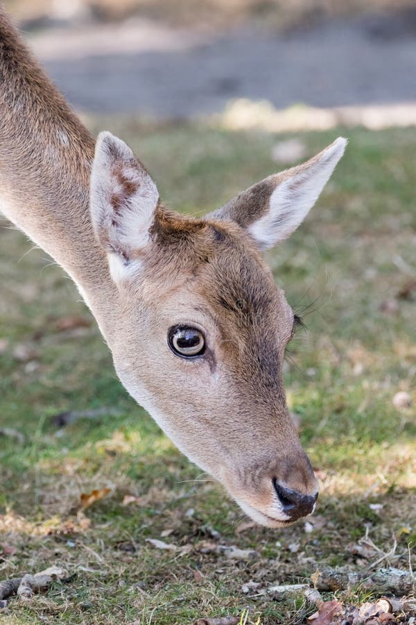 Female Fallow deer stock image. Image of fallow, female - 78337417