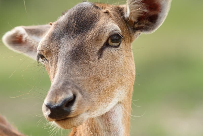 Female Fallow Deer Feeding His Fawn Stock Photo - Image of habitat ...