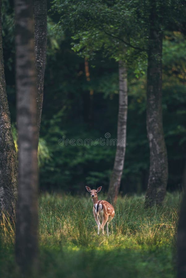 Female Fallow Deer in Forest. Stock Photo - Image of hind, tree: 122552418