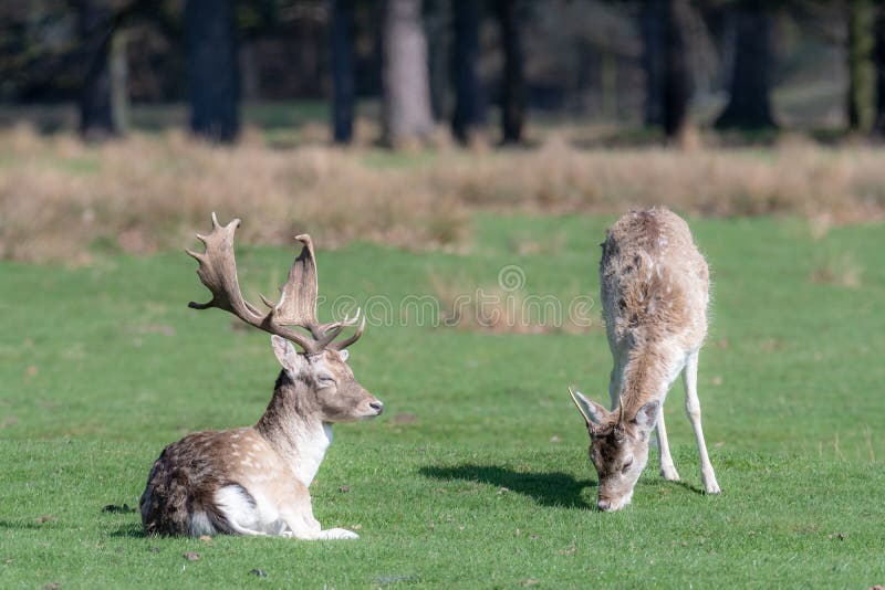 A Female Fallow Deer Grazes Next To a Sitting Stag Stock Photo - Image ...