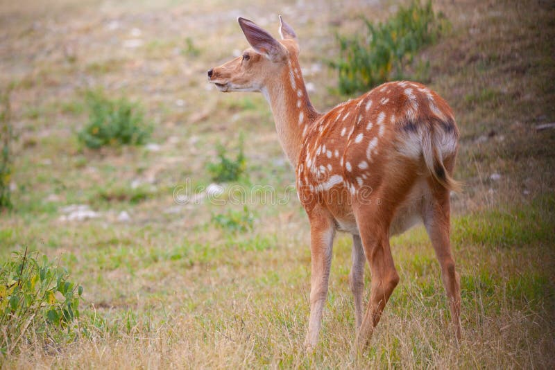 Female Fallow Deer in Autumn in the Netherlands Stock Image - Image of ...