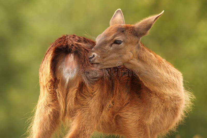Female Fallow Deer Scratching Stock Photo - Image of outdoor, natural ...
