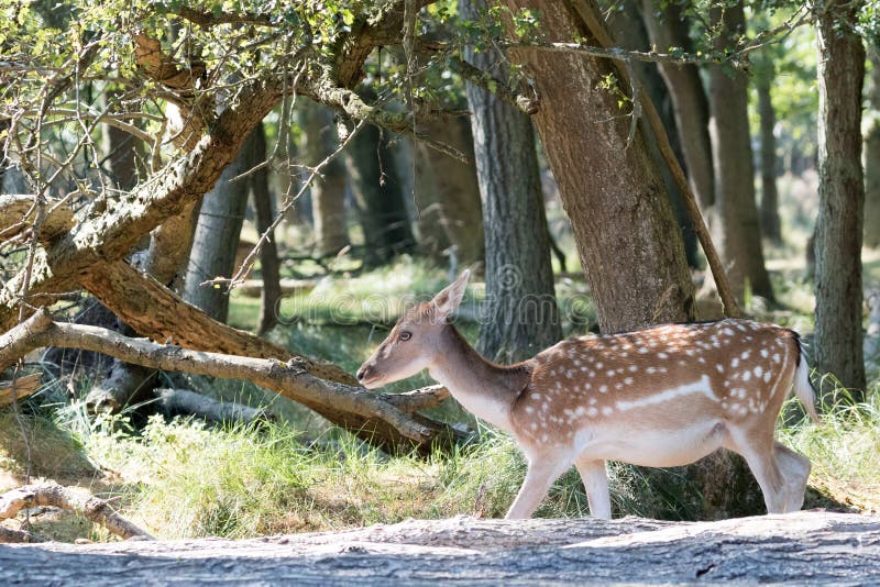 Female fallow deer stock image. Image of nature, fallow - 78337749