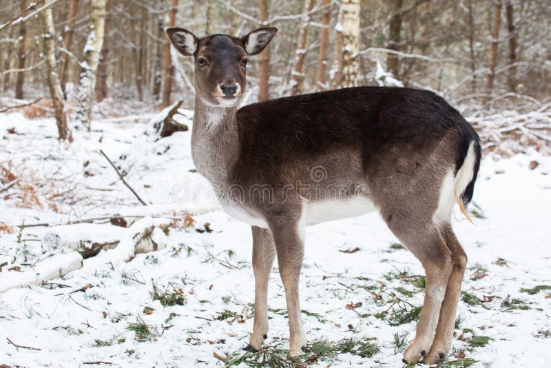 Female Fallow Deer in Winter Forest Stock Photo - Image of outdoor ...