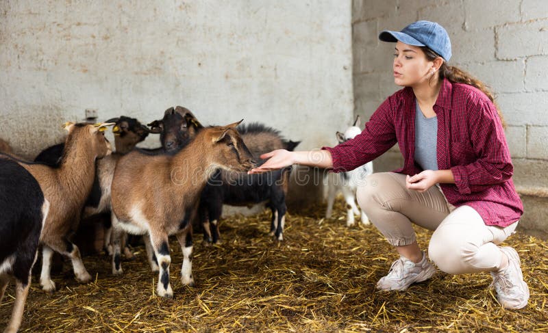 Female Worker Feeding Goats at Livestock Farm Stock Photo - Image of ...