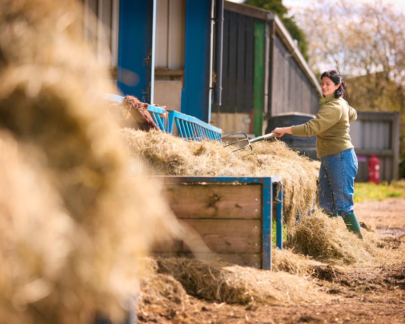 Female Farm Worker Using Pitchfork To Feed Hay To Cattle in Barn Stock ...