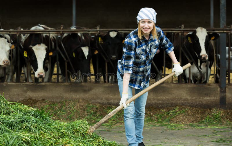 Female Farmer Collecting Grass for Cows Stock Photo - Image of ...