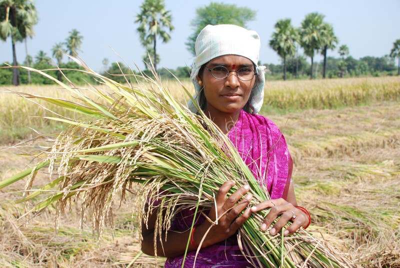 Female Farmer Walking through Rice Fields Editorial Image - Image of ...