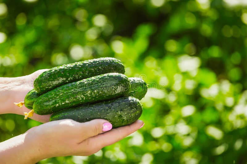 Farmer Holds Fresh Organic Cucumbers in Her Hands.Holding Green ...