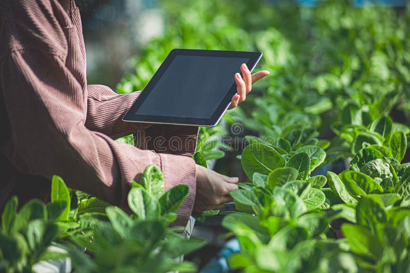 Female Farmer Inspecting Her Smart Farm Grain Field. Technology and ...