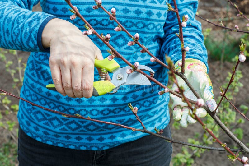 Female Farmer with a Pruner Shearing the Tips of a Nectarine Tree Stock ...