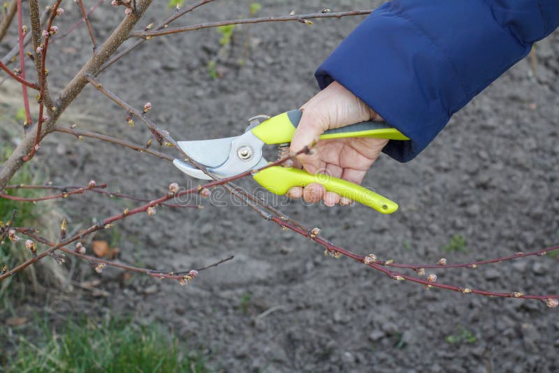 Female Farmer with Pruner Shears the Tips of Nectarine Tree Stock Image ...