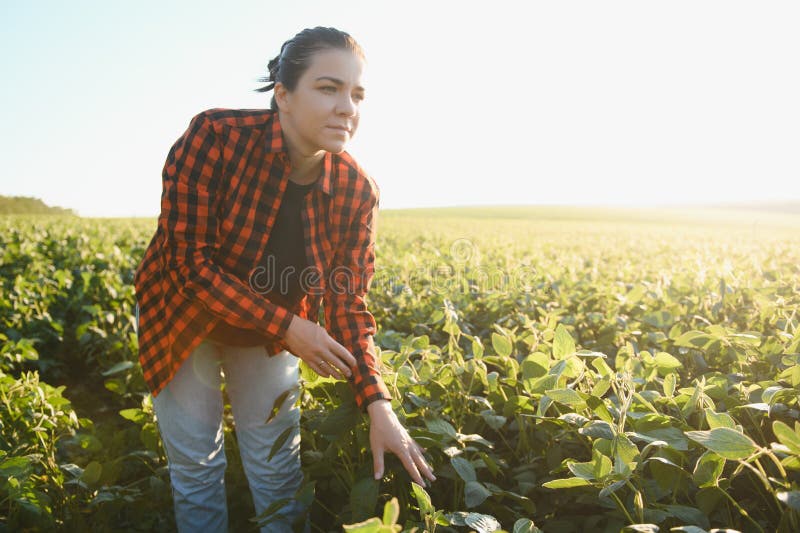 Farmer Woman Working in Wheat Field at Sunset. Agronomist, Farmer ...