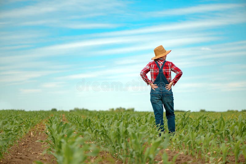 Female Farmer Standing in Corn Field and Looking Over Crops Stock Image ...