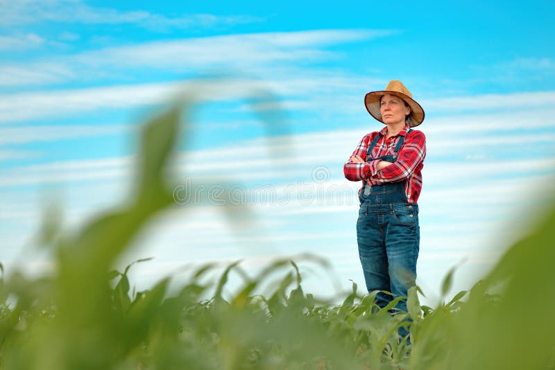 Female Farmer Standing in Corn Field and Looking Over Crops Stock Photo ...