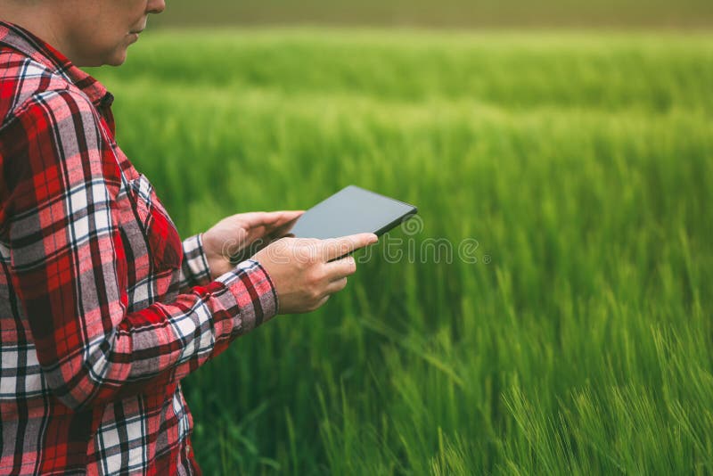 Female Farmer Using Tablet Computer in Wheat Crop Field Stock Image ...