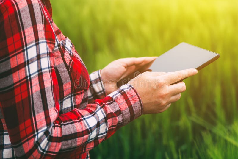 Female Farmer Using Tablet Computer in Wheat Crop Field Stock Image ...