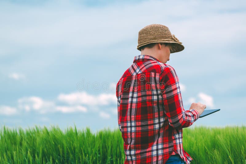 Female Farmer Using Tablet Computer in Wheat Crop Field Stock Photo ...