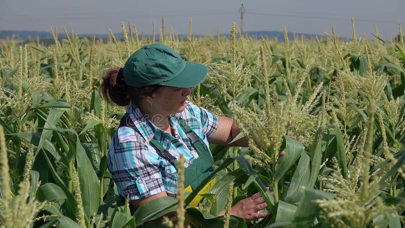 Female Farmer Is Walking On The Corn Field And Examining Corn Stems Stock Video Video Of Women