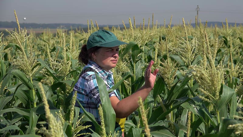 Female Farmer is Walking on the Corn Field and Examining Corn Stems ...