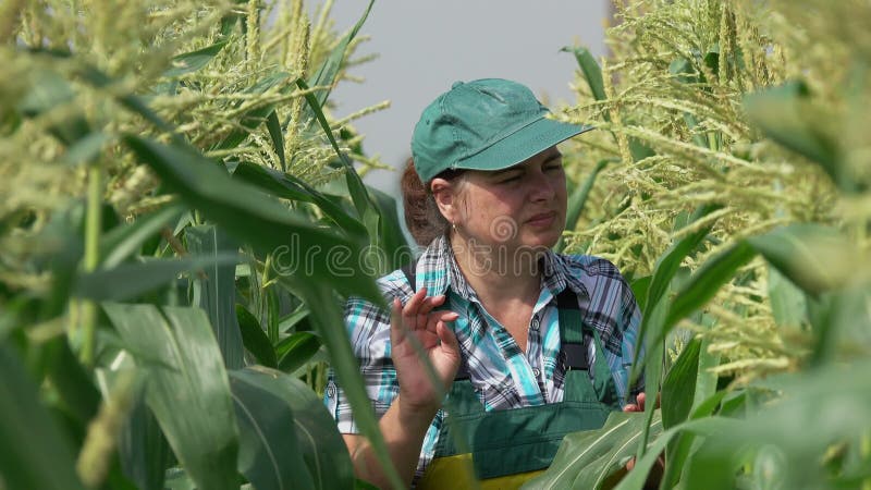 Female Farmer Is Walking On The Cornfield And Examining Corn Stems Stock Video Video Of
