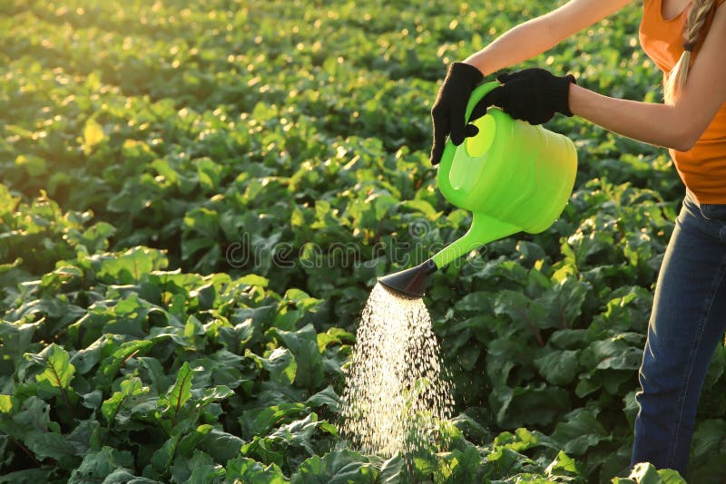 Female Farmer Watering Plants in Field Stock Photo - Image of harvest ...