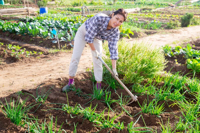 Female Farmer Weeds with a Hoe Garden Bed Stock Photo - Image of garden ...