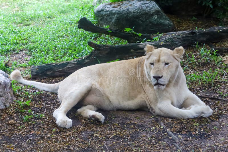 The Female Fat Lion is Rest Under Tree in Garden Stock Photo - Image of ...