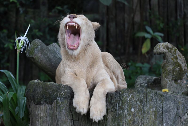 The Female Fat Lion is Rest Under Tree in Garden Stock Image - Image of ...