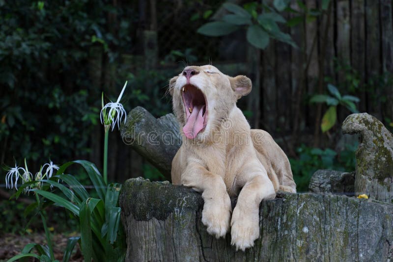 The Female Fat Lion is Rest Under Tree in Garden Stock Image - Image of ...