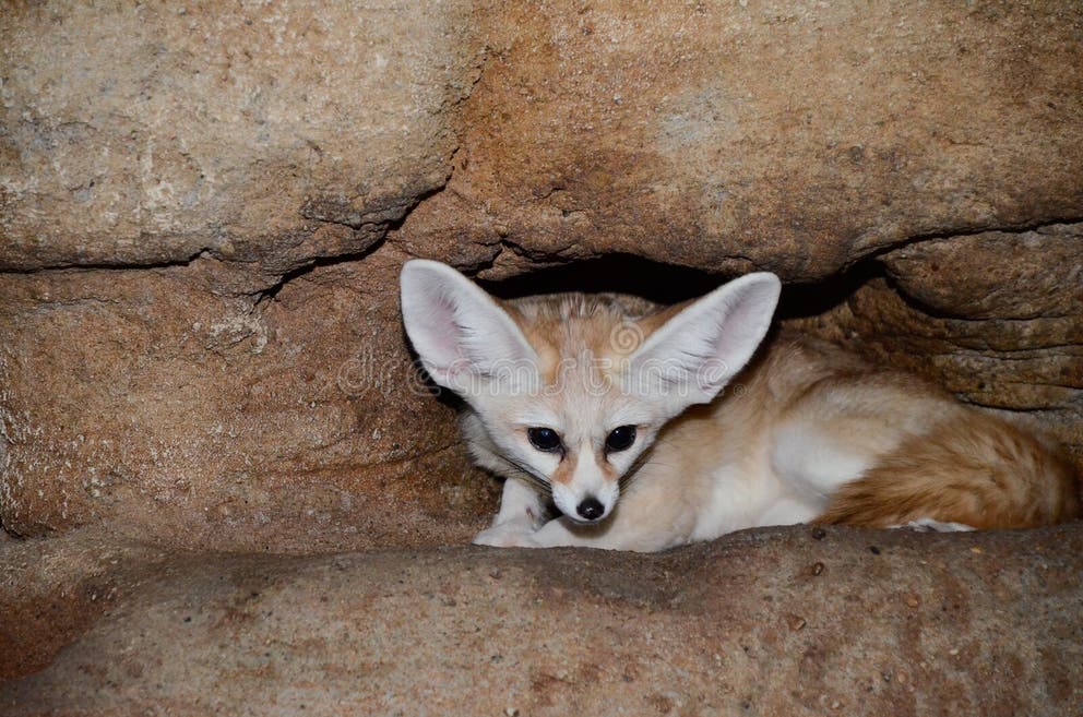 Fennec fox stock image. Image of sitting, brown, ears - 29835239