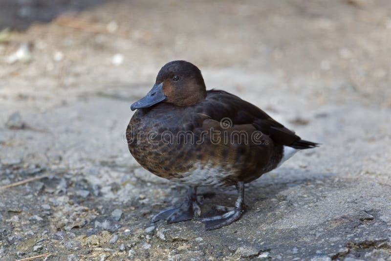 A Female Ferruginous Pochard, Aythya Nyroca Stock Image - Image of ...